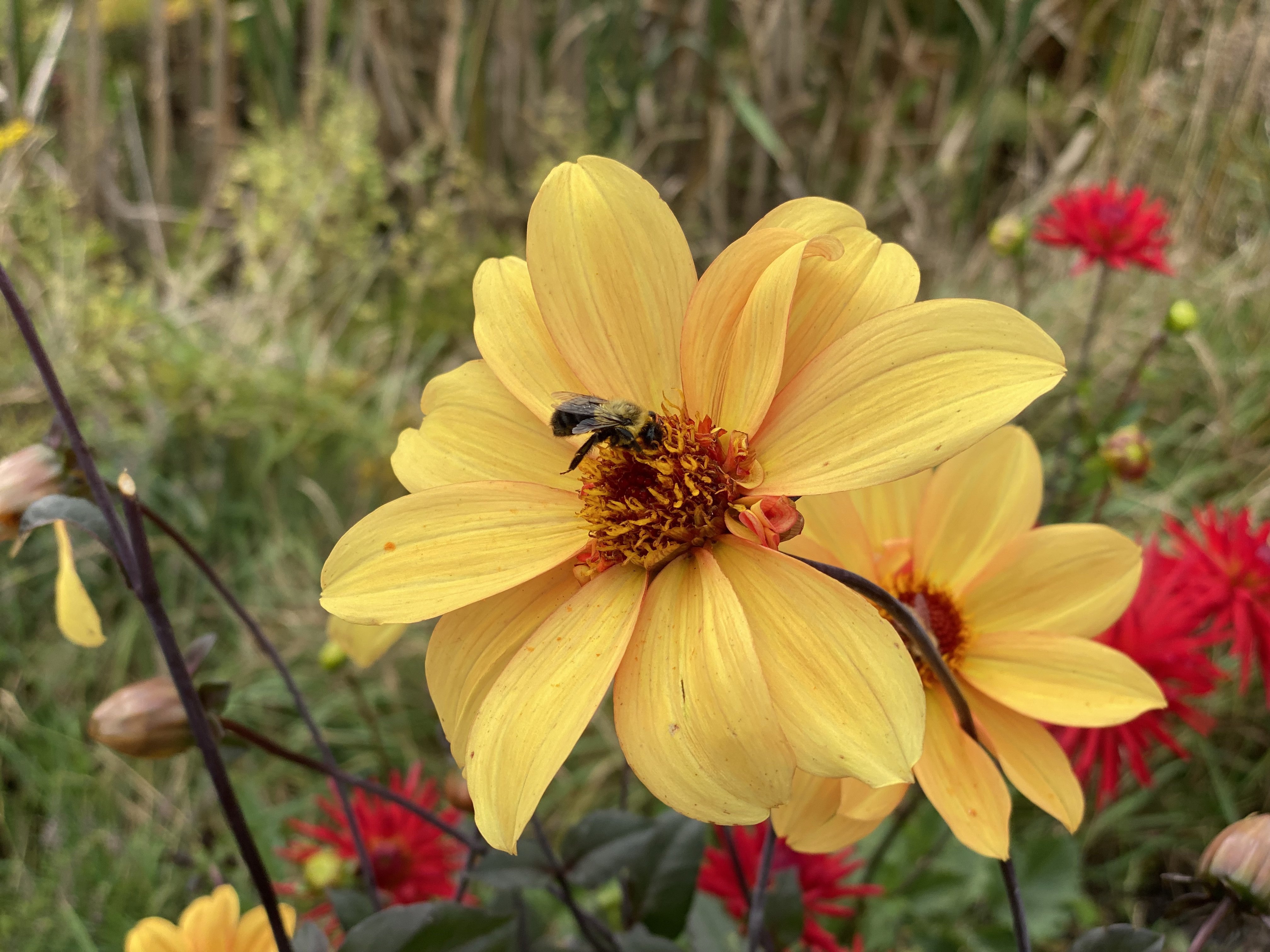 Bee a Scientist virtual experience - Learning Ecosystems Northeast