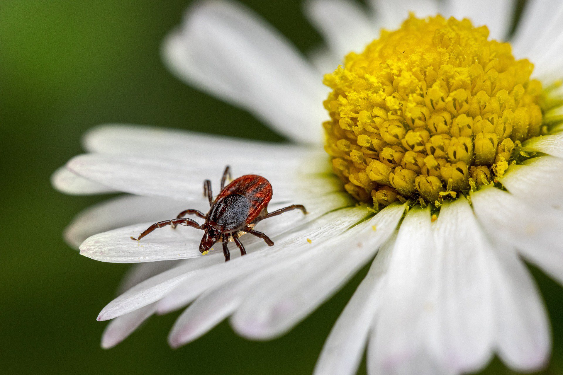 Ticks and Tick Borne Diseases - Learning Ecosystems Northeast